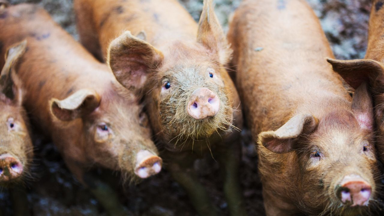 Brest : des amendes demandées contre un élevage Breton, soupçonné de ...