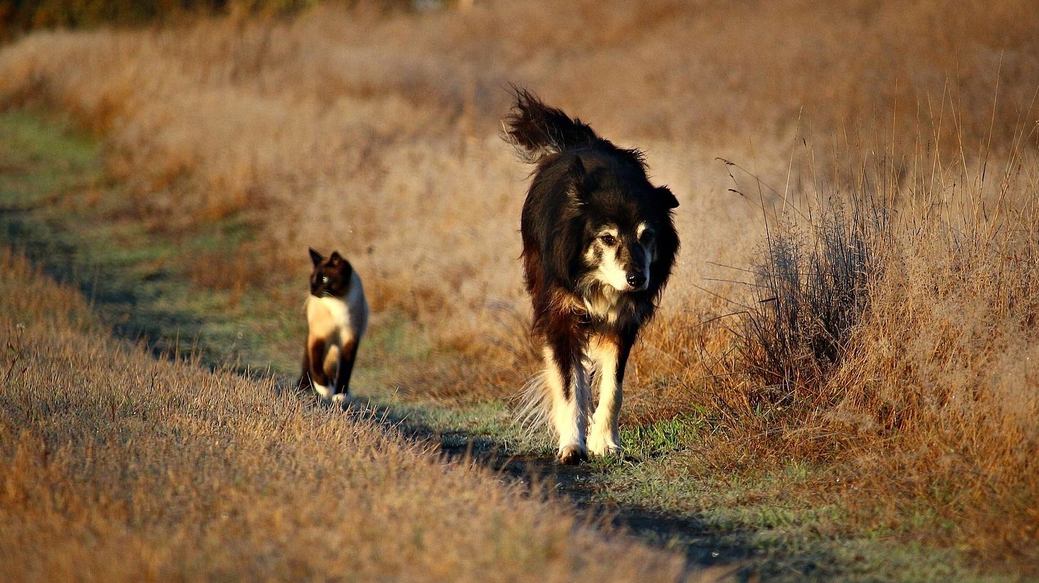 EVASION - Un chat et un chien abandonnés quatre jours dans un ...