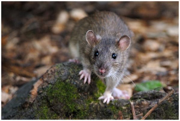 EVASION - Piège à rats : une pétition vise ce supermarché dans la Somme