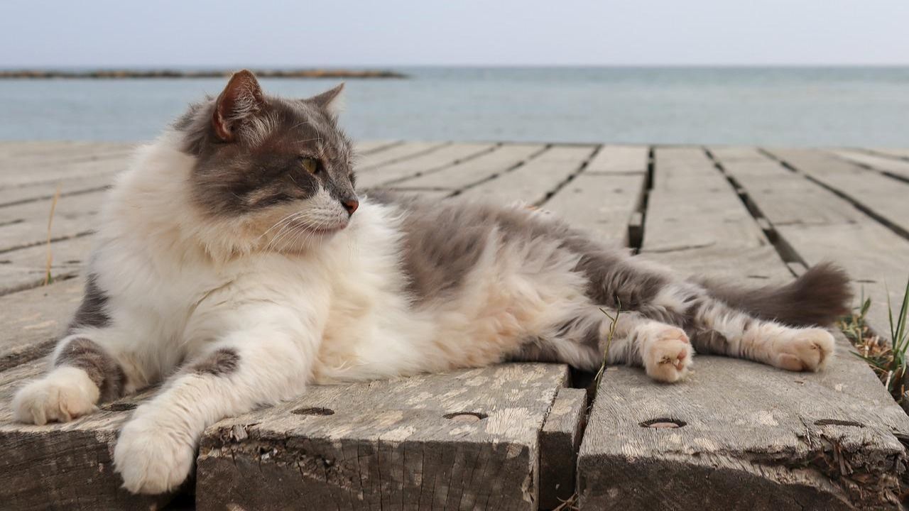 Un chat retrouvé cinq ans après sa disparition sur une plateforme en ...