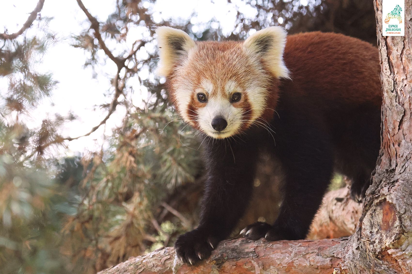 Zoo de Saint-Martin-la-Plaine : le nouvel arrivant va vous faire craquer