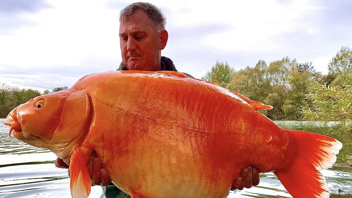 Actus - Champagne FM - Il pêche un "poisson rouge" de 30 kilos