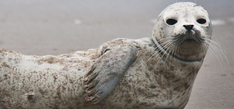 Un phoque de 200 kilos s’est échoué sur la digue d’Hardelot