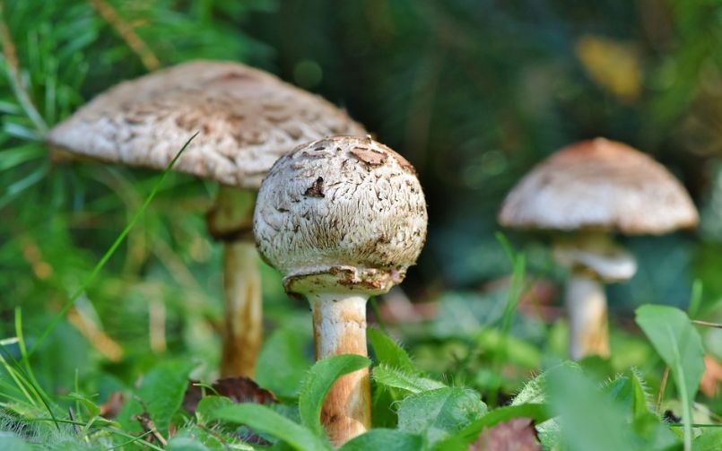 Haute-Vienne : deux retraités partis aux champignons se perdent dans ...