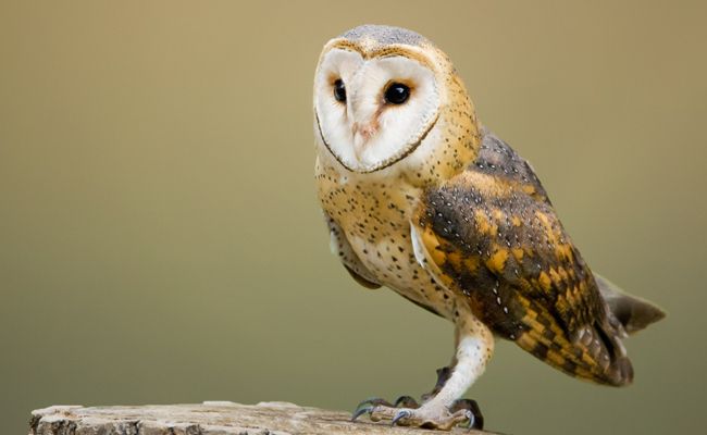 Hibou mari de la chouette ? Comment les différencier ? Les réponses de ...